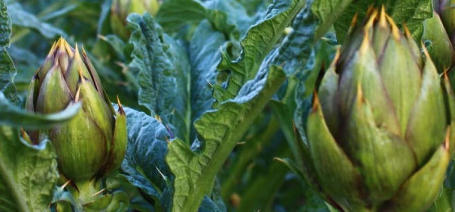 Carciofi ripieni e carciofi alla romana – Wine-about